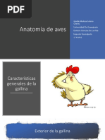 Anatomía de la Faringe y Laringe en Perros | PDF | Laringe ...