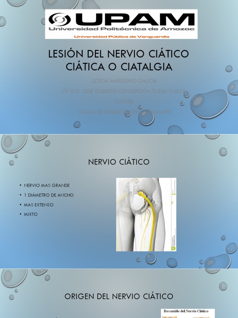 Presentacion Nervio Ciatico | Anatomía humana | Anatomía del miembro ...
