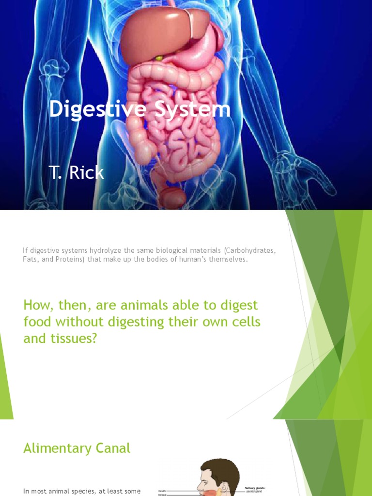 m6 Digestive System | PDF | Digestion | Human Digestive System