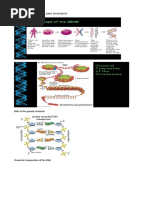 Module 1 (PRINCIPLES OF GENETICS) | PDF | Genetics | Genetic Testing