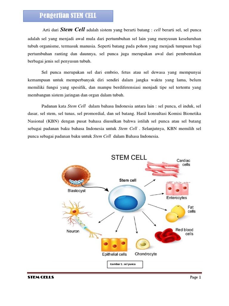 Pengertian dan Jenis Stem Cell | PDF