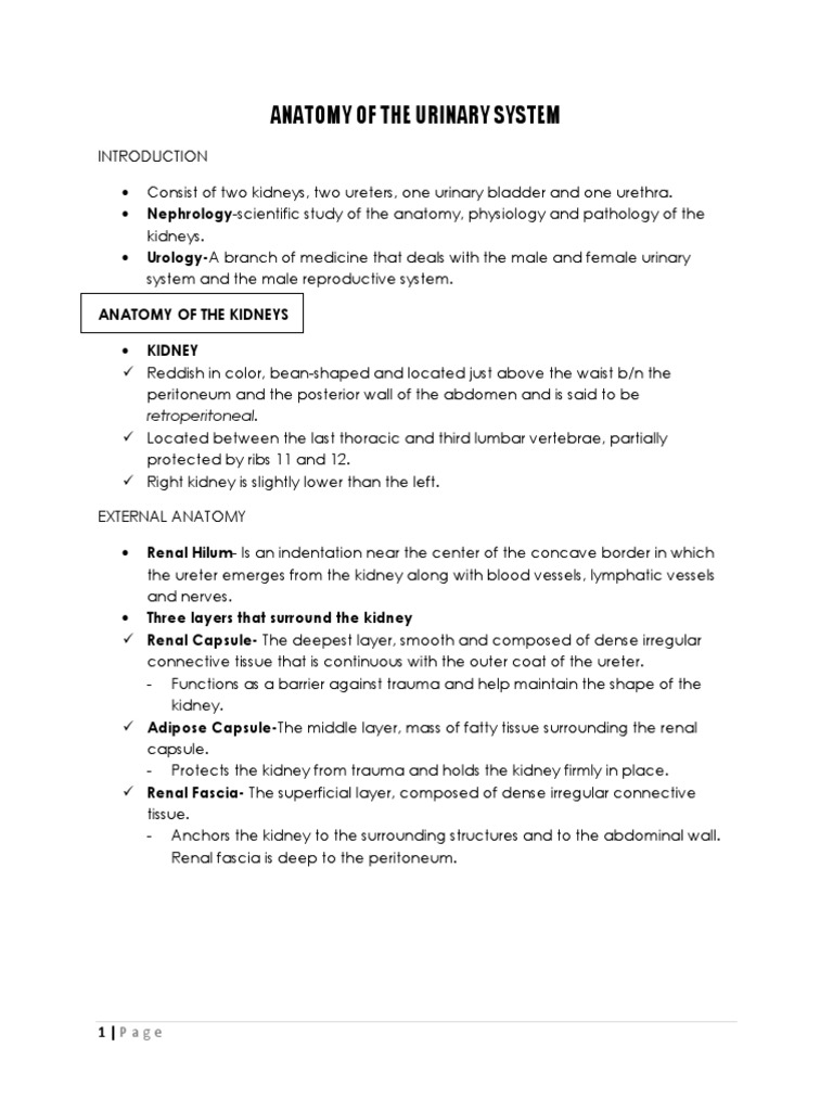 Anatomy of The Urinary System | PDF | Kidney | Physiology