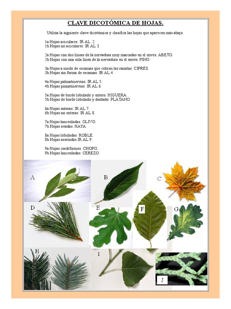 Clave Dicotómica de Hojas | PDF