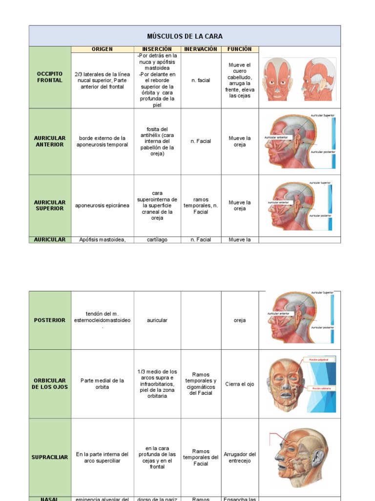 Músculos de La Cara | PDF | Cabeza y cuello humanos | Anatomía humana