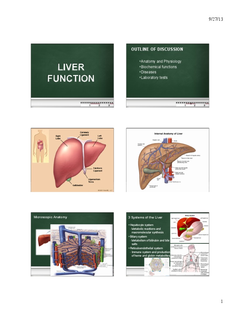 Liver Function | PDF | Liver | Hepatitis