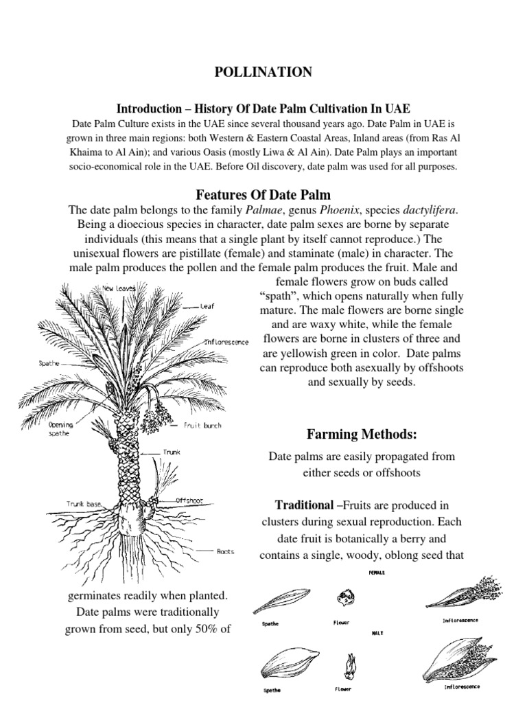 Biology - Pollination Case Study | Date Palm Cultivation In UAE ...