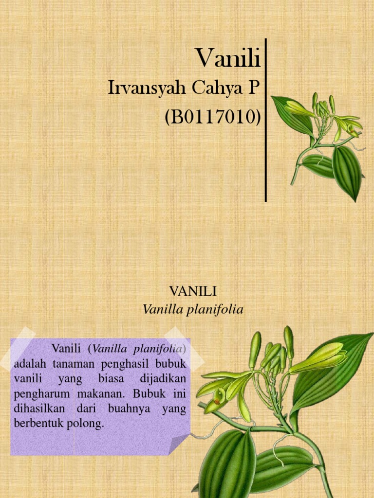 Vanili | PDF