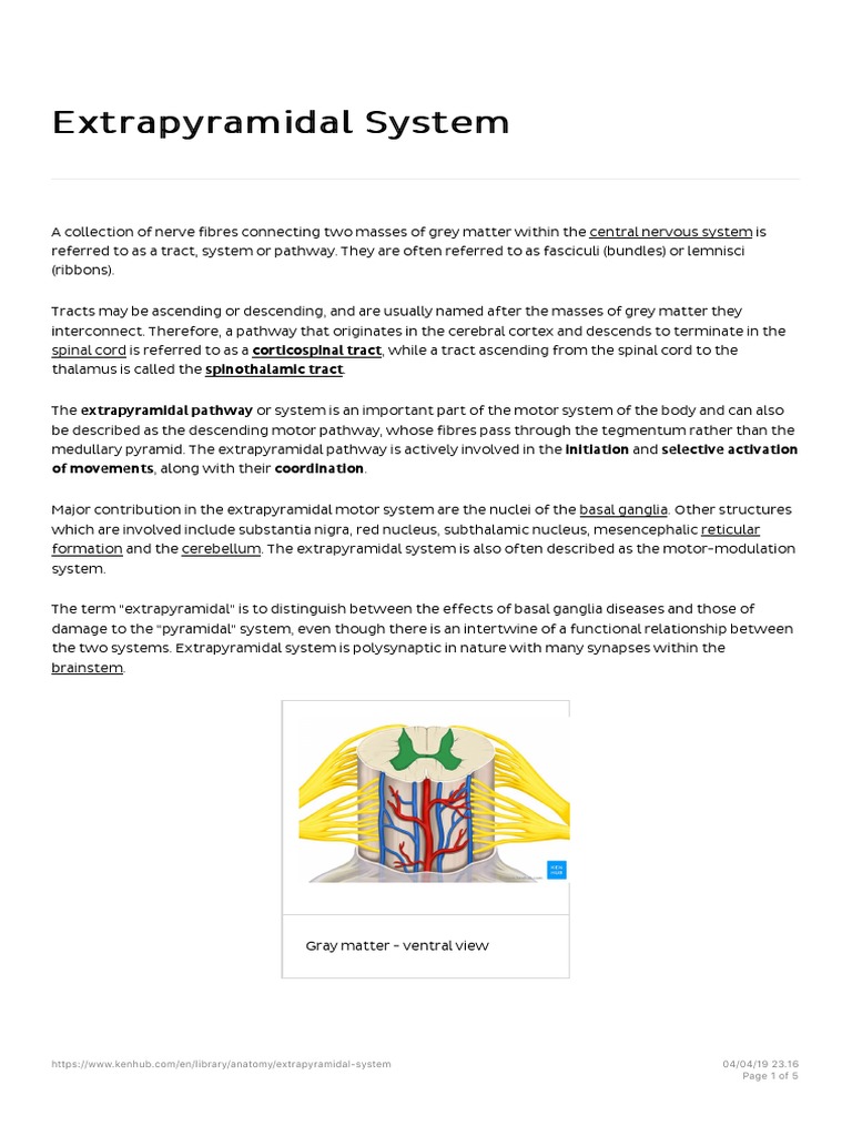 Ekstrapiramidal Sindrom | PDF | Spinal Cord | Neuroanatomy