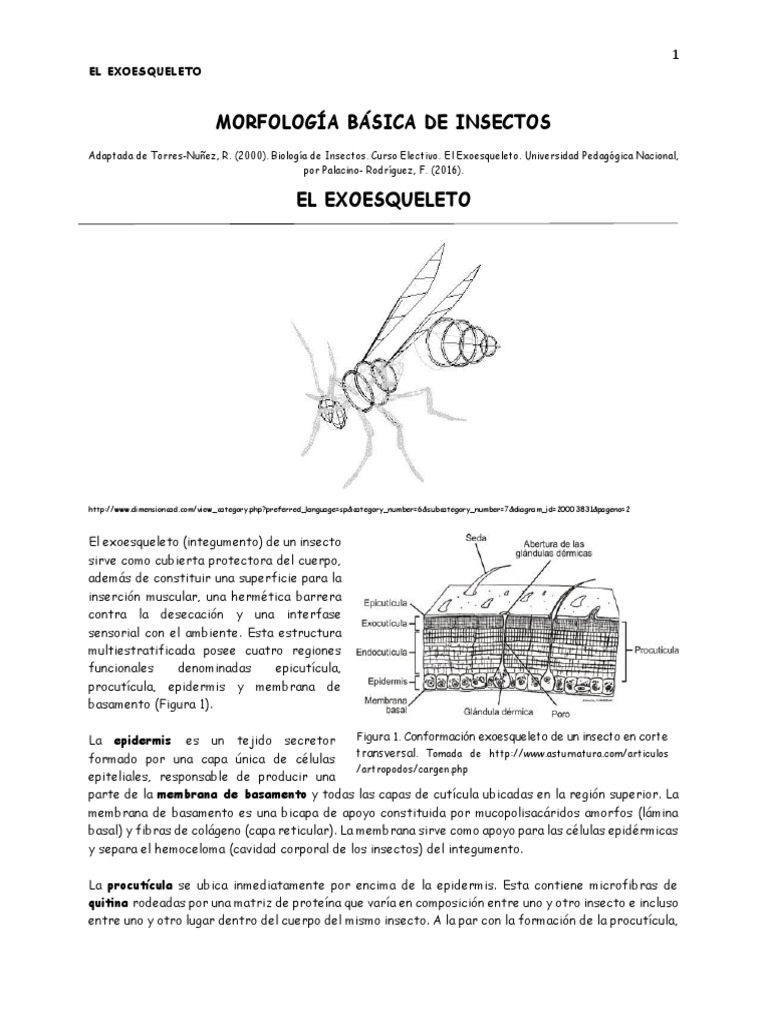 Composición y Función del Exoesqueleto Insecto | PDF | Insectos | Biología