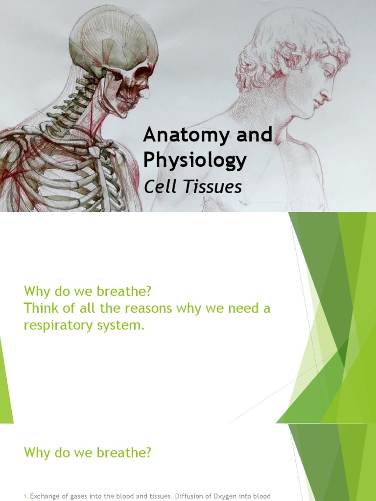 Anatomy and Physiology | PDF | Tissue (Biology) | Connective Tissue