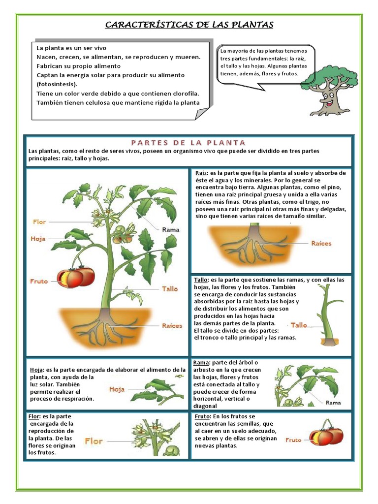 Ficha de Plantas PDF | Descargar gratis PDF | Raíz | Plantas