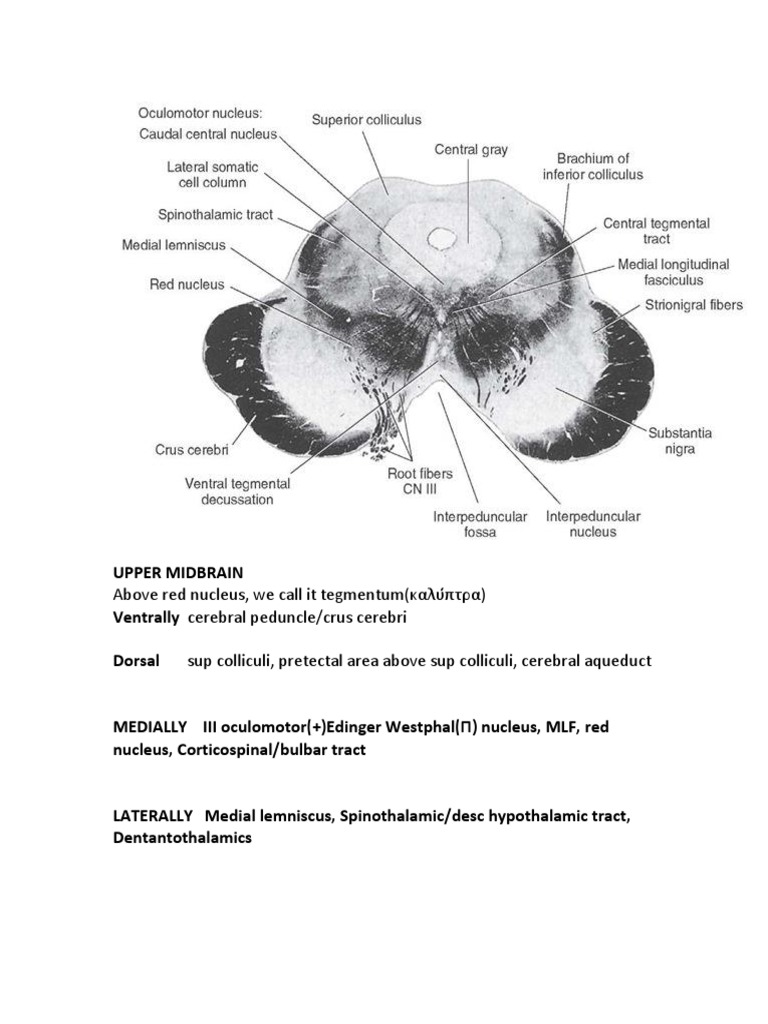 Above red nucleus, we call it tegmentum (καλύπτρα) | PDF