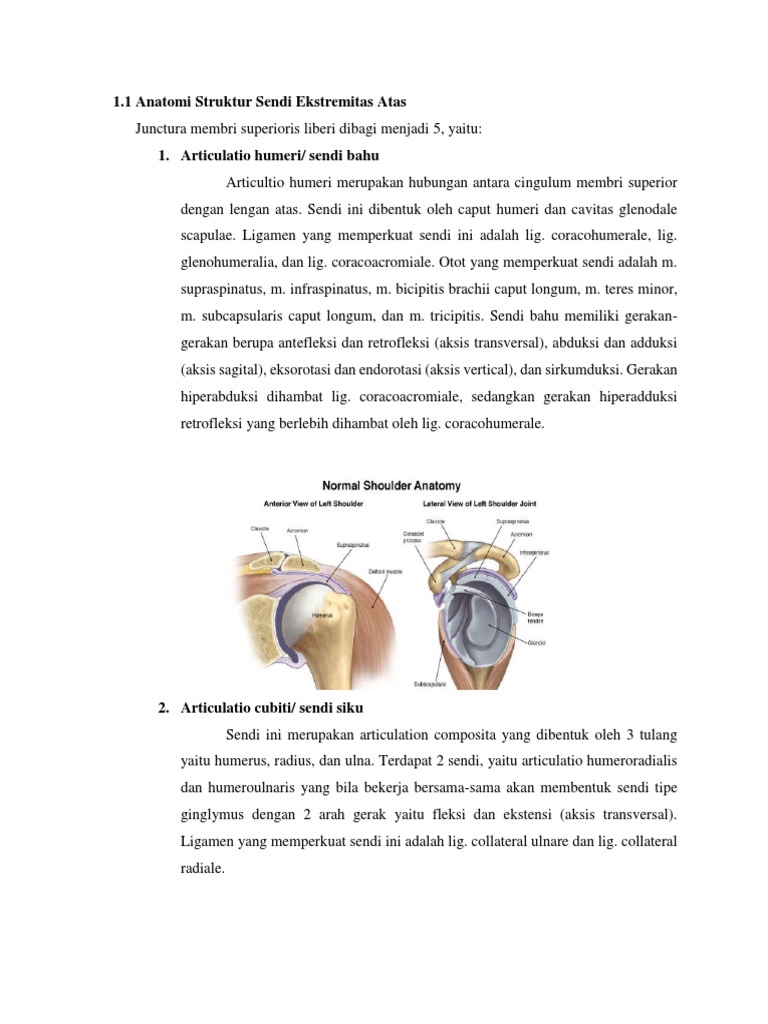 Anatomi Dari Sendi Normal | PDF