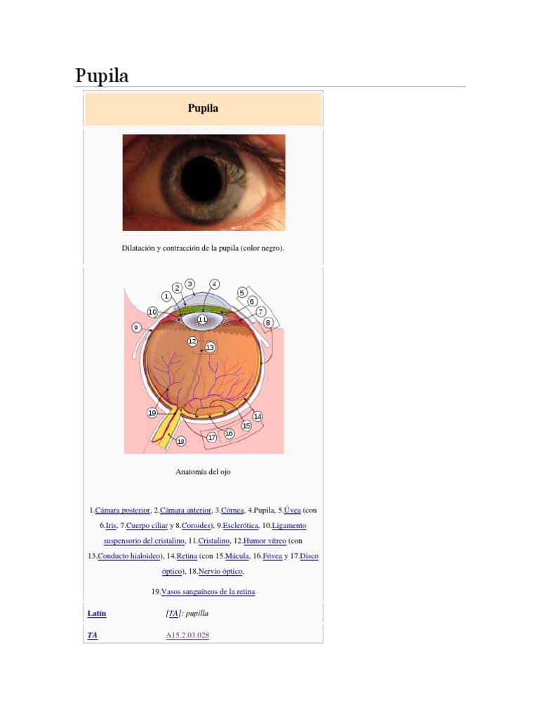 Anatomía y función de la pupila ocular | PDF | Ojo humano | Cara