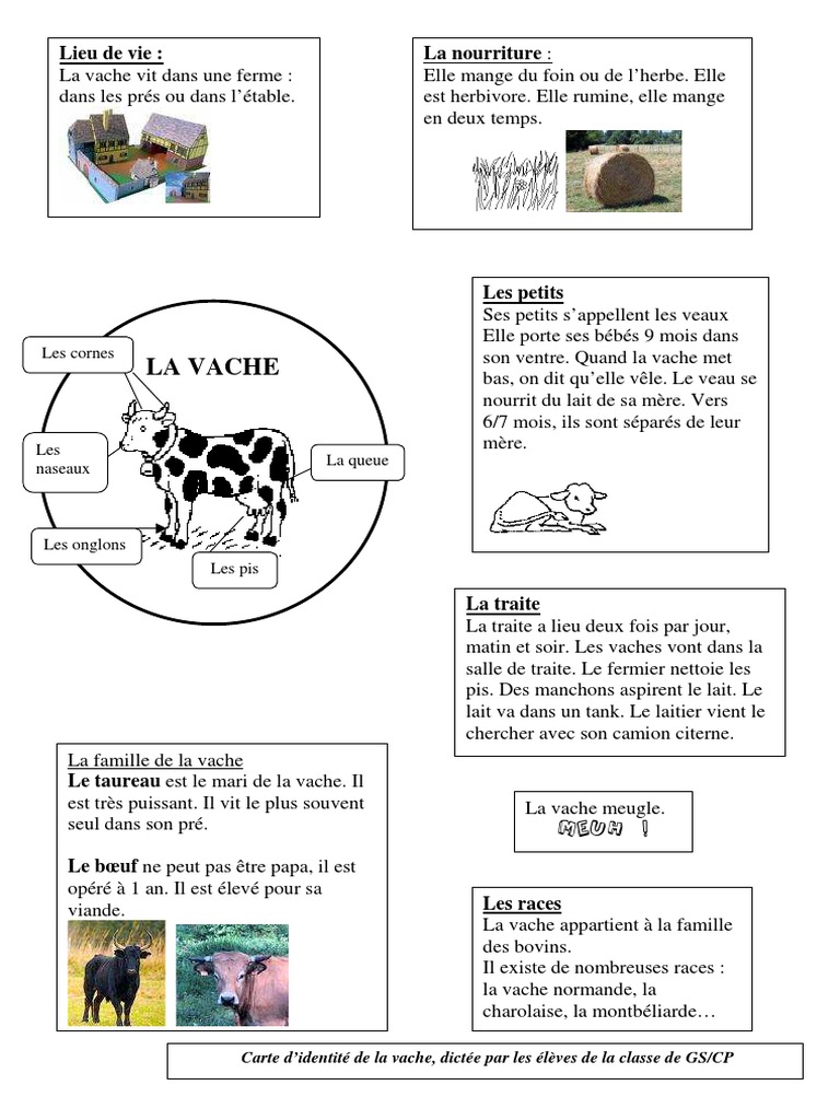 Carte d'identité de la vache | PDF | Veau | Bovins domestiques