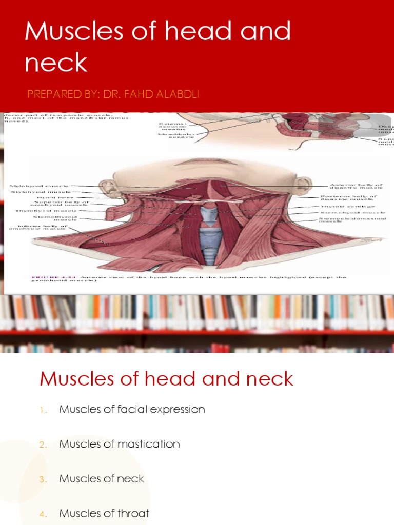 Muscles of Head and Neck Overview | PDF