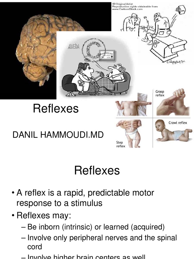 Reflexes | Spinal Cord | Nervous System