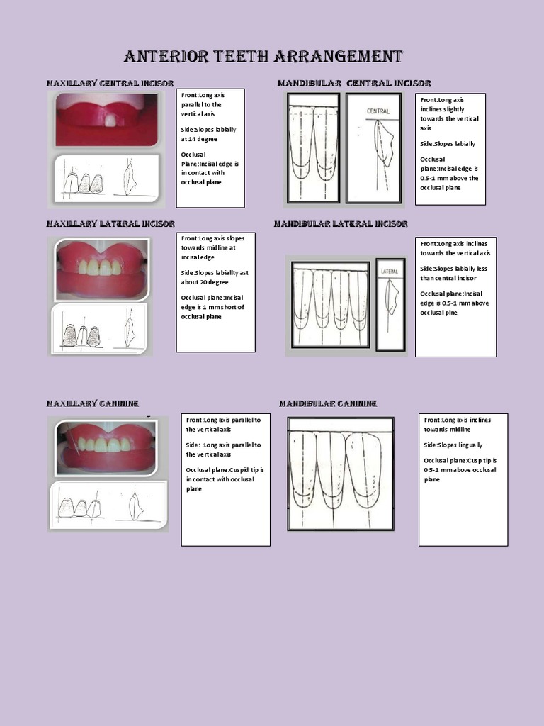 Anterior Teeth Arrangement 2 | PDF | Human Head And Neck | Human Anatomy