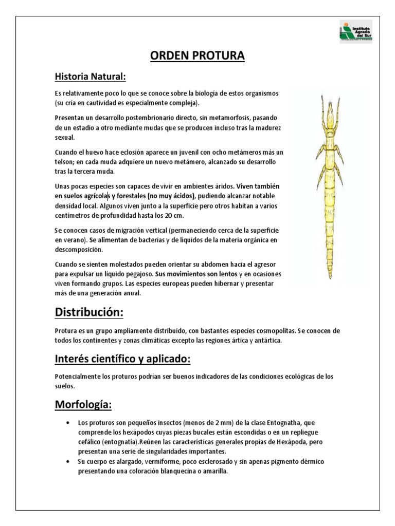Orden Protura - Collem | PDF | Hexapoda | Insectos