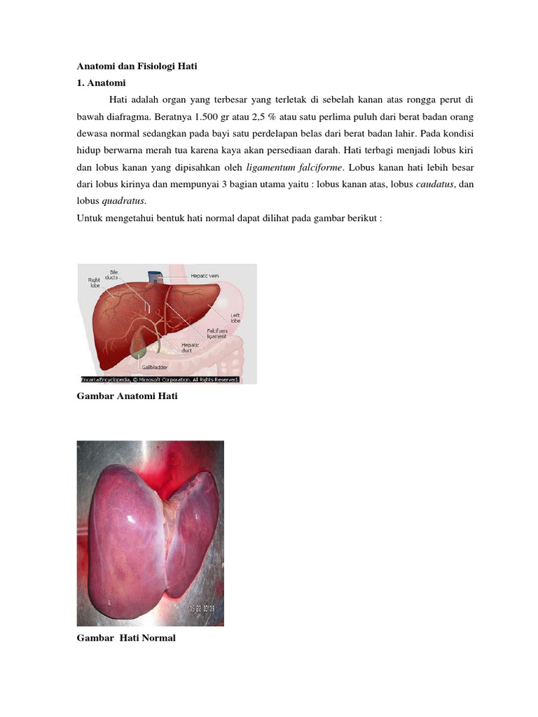 Anatomi Dan Fisiologi Hati | PDF