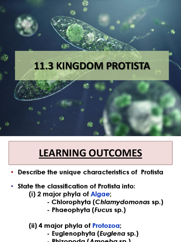 Biodiversity: Kingdom Protista | PDF | Protozoa | Algae