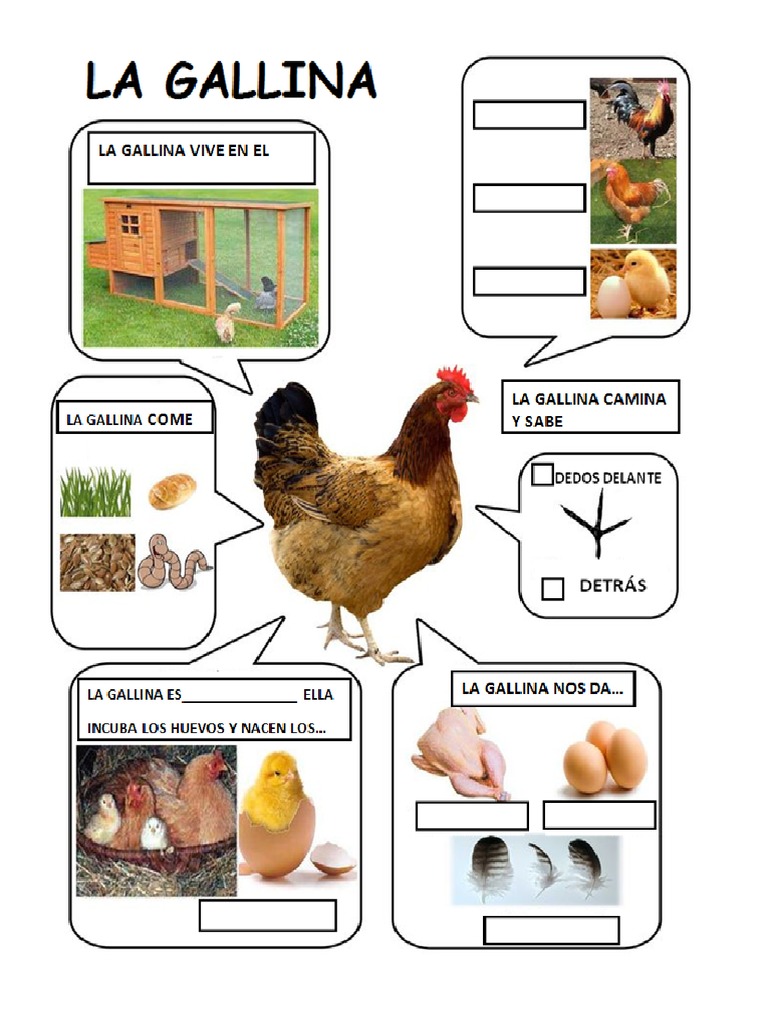 La Gallina. | PDF