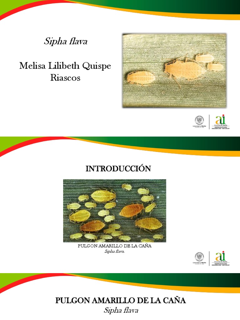 Sipha Flava | PDF | Insectos | Organismos