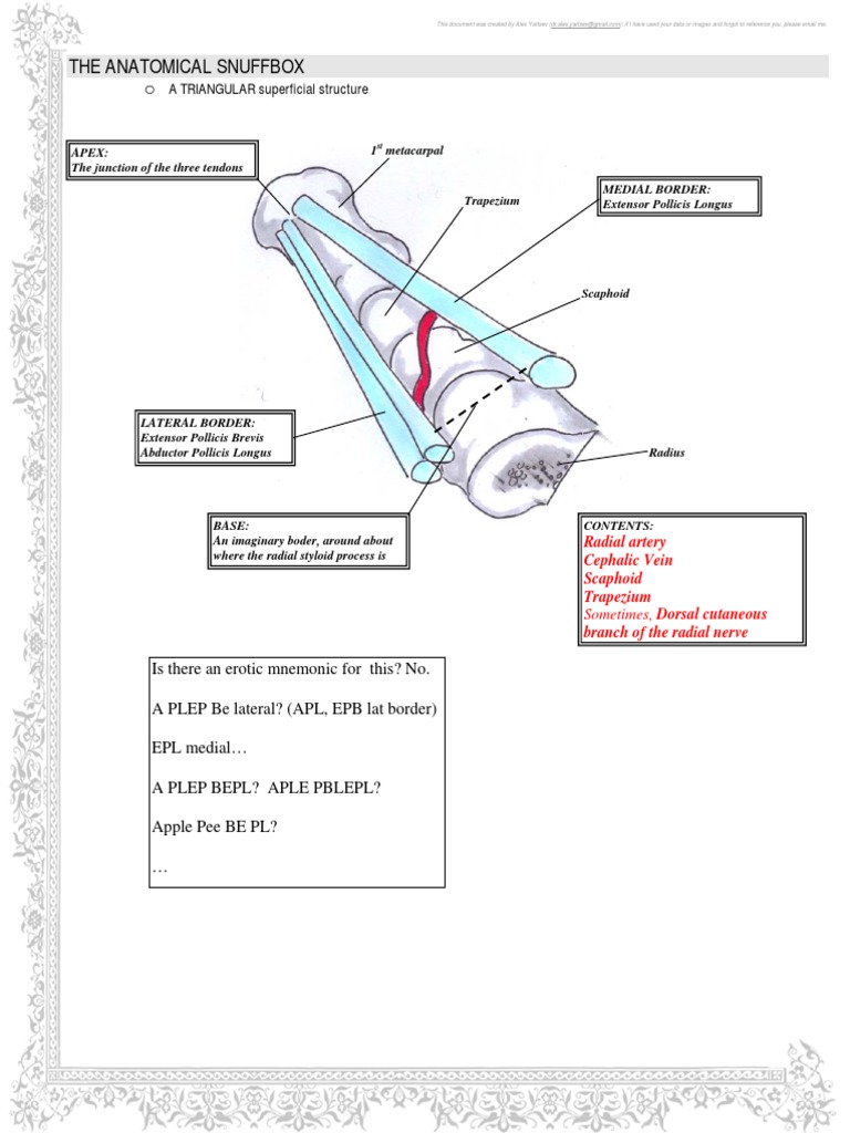 UPPER LIMB - 4 The Anatomical Snuffbox | PDF