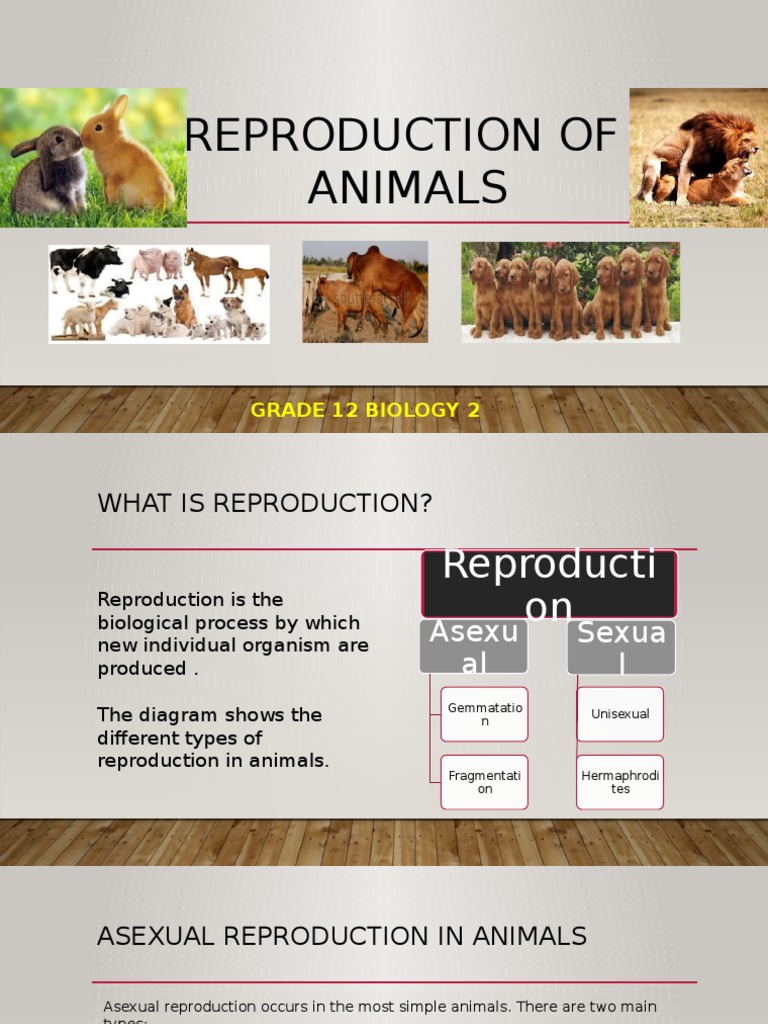 Reproduction of Animals | PDF | Sexual Reproduction | Male