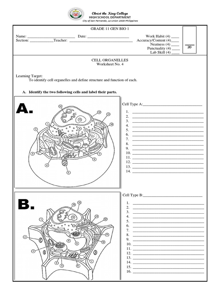 Cell Organelles Identification Worksheet | PDF | Endoplasmic Reticulum ...
