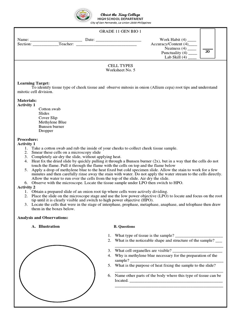 G11 Bio WS5 Cell Types | PDF | Mitosis | Cell Cycle
