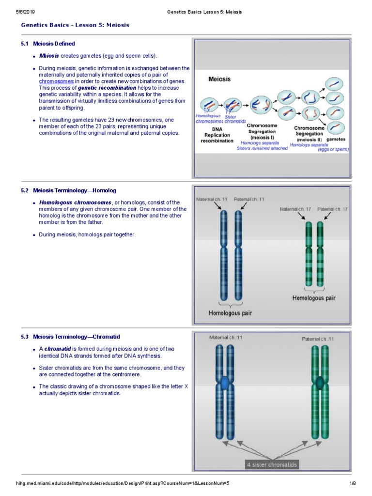 Cell Division For Grade 8 | PDF | Meiosis | Chromosome