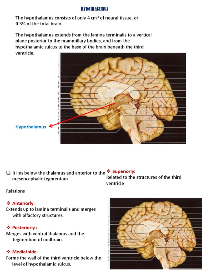 Anatomy of The Limbic System | PDF | Hypothalamus | Pituitary Gland
