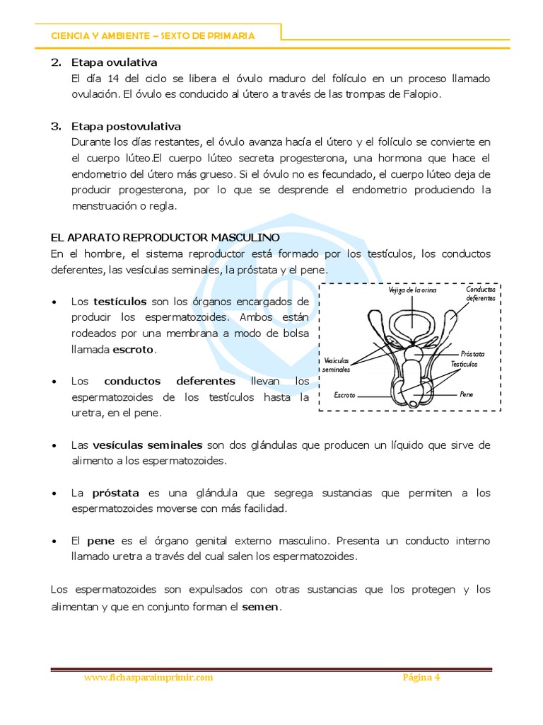Ficha Reproduccion Del Ser Humano para Sexto de Primaria | PDF | Semen ...