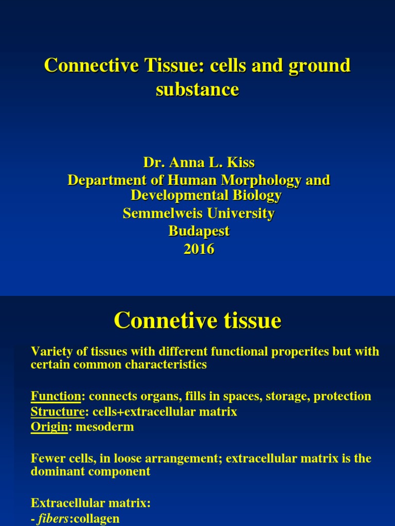 Connective Tissue Cells and Ground Substance | PDF | Osteoblast | Bone
