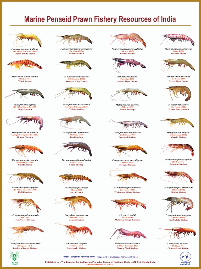Prawns Poster New | PDF