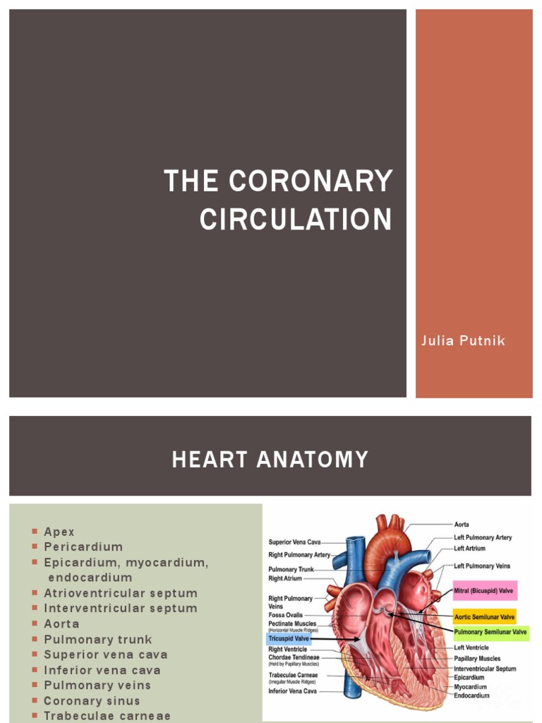 Coronary Circulation and Anatomy Overview | PDF | Coronary Circulation ...