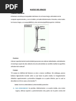 Surco Intertubercular del Húmero | PDF | Articulaciones | Anatomía humana