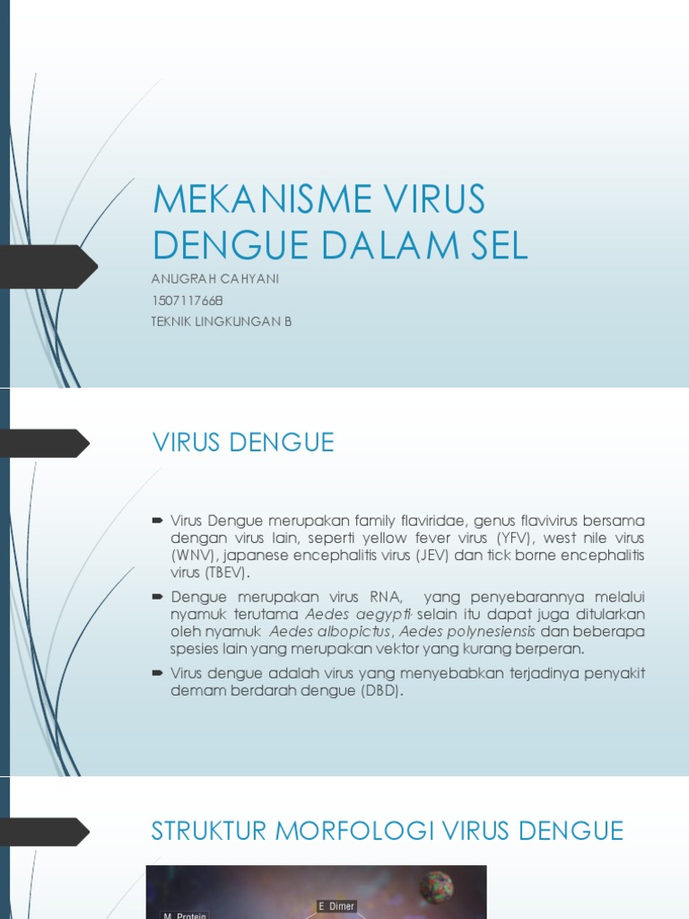 MEKANISME INFEKSI VIRUS DENGUE DALAM SEL | PDF