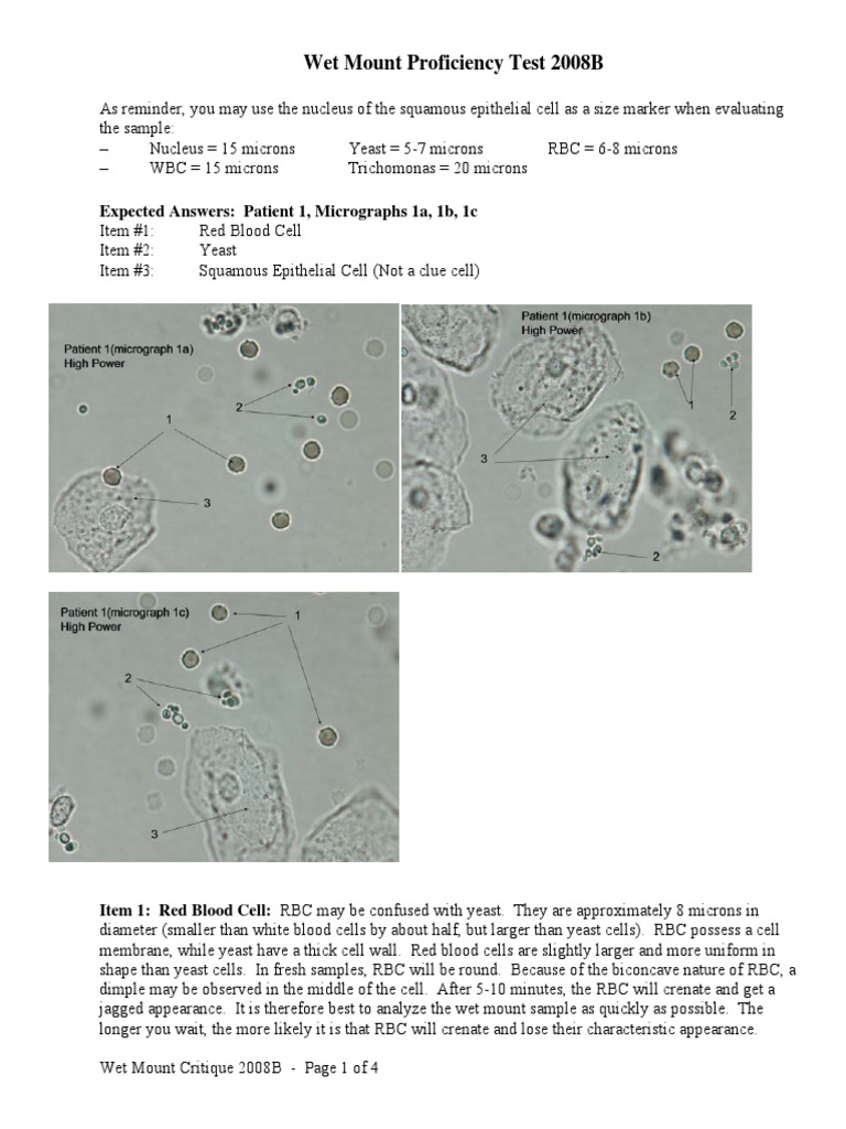 Wet Mount Proficiency Test Overview | PDF | Red Blood Cell | Anatomy