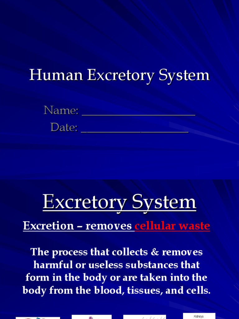 Excretory System | PDF | Excretion | Kidney