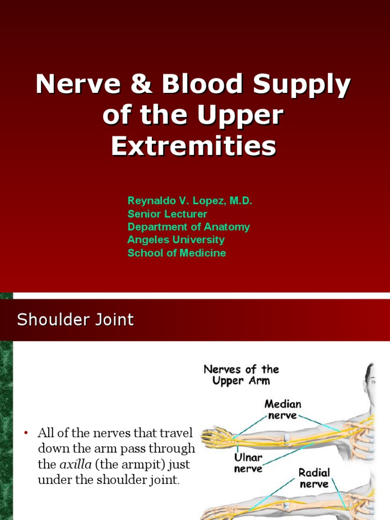 Nerve and Blood Supply of Upper Extremities | PDF | Hand | Human Anatomy