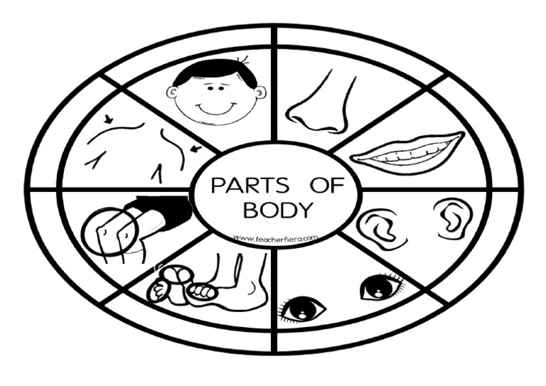Parts of Body Wheel Worksheet | PDF