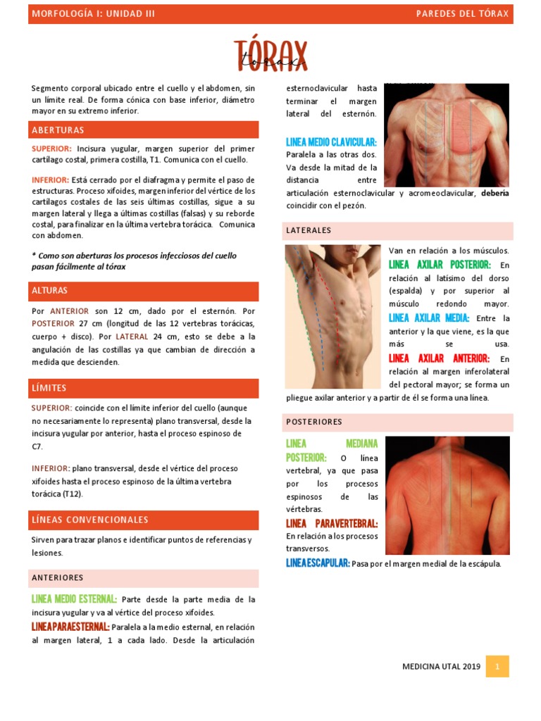 Resumen Paredes Del Torax | PDF | Tórax | Vértebra