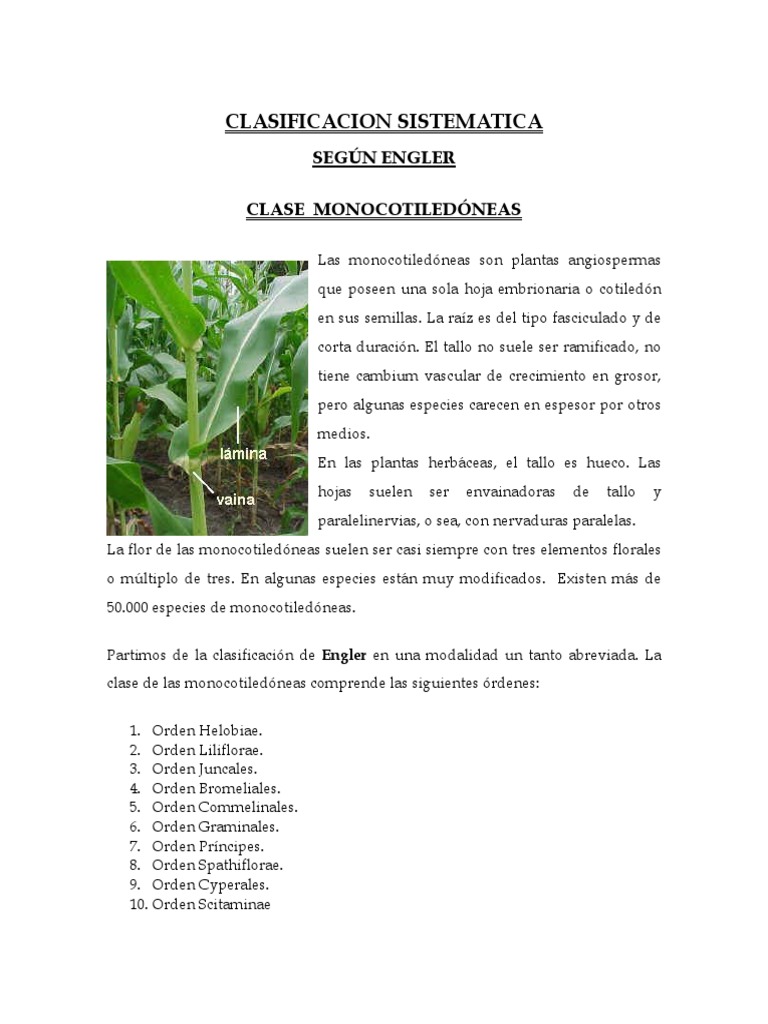 Monoc | PDF | Arecaceae | Flores
