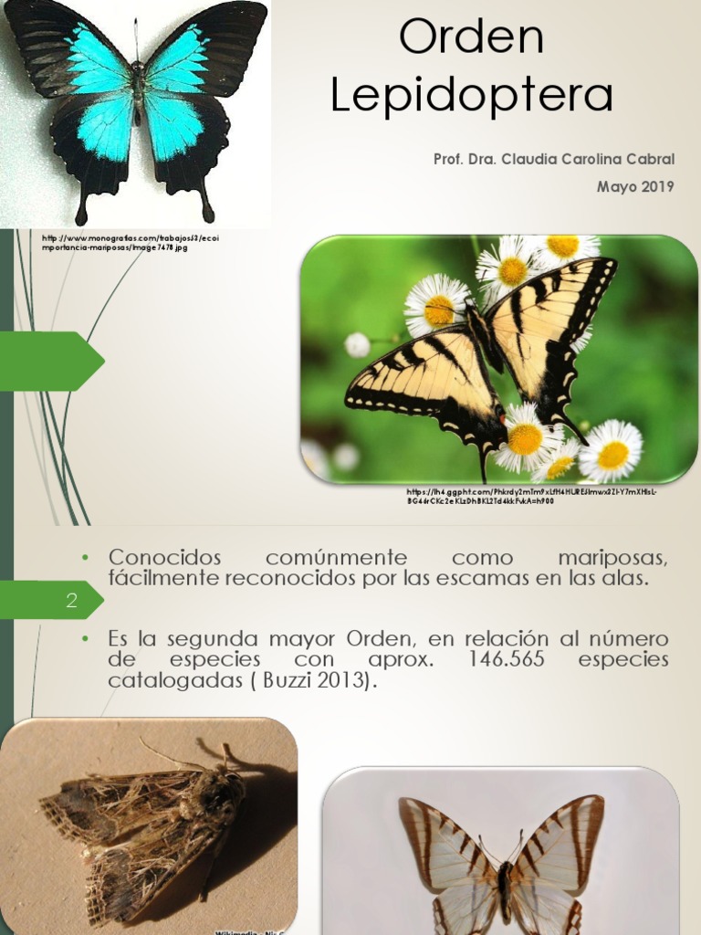 Lepidoptera | PDF | Lepidópteros | Insectos