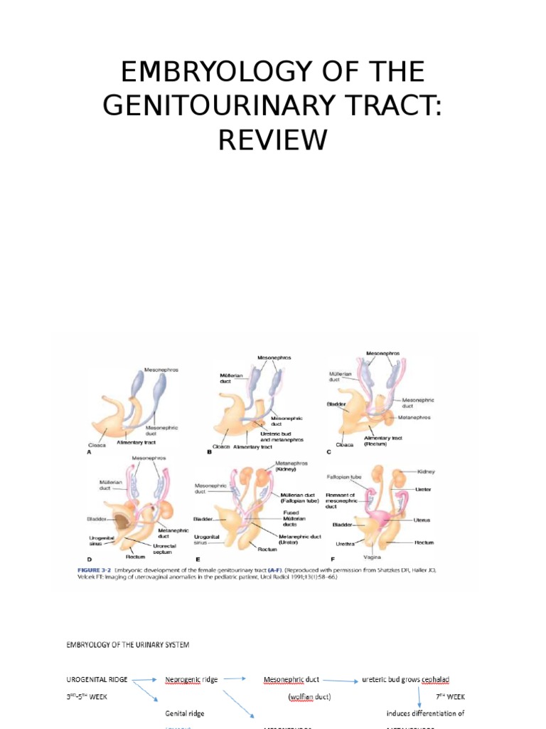 Embryology of The Genitourinary Tract | PDF