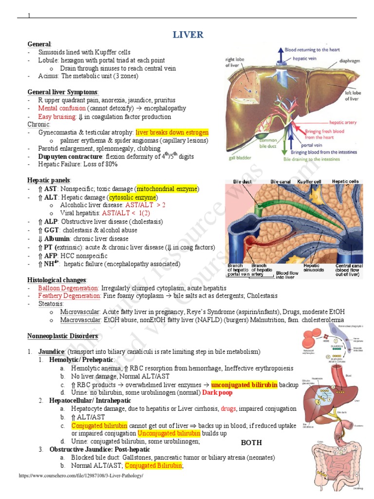 Liver Pathology PDF | PDF | Hepatitis | Liver