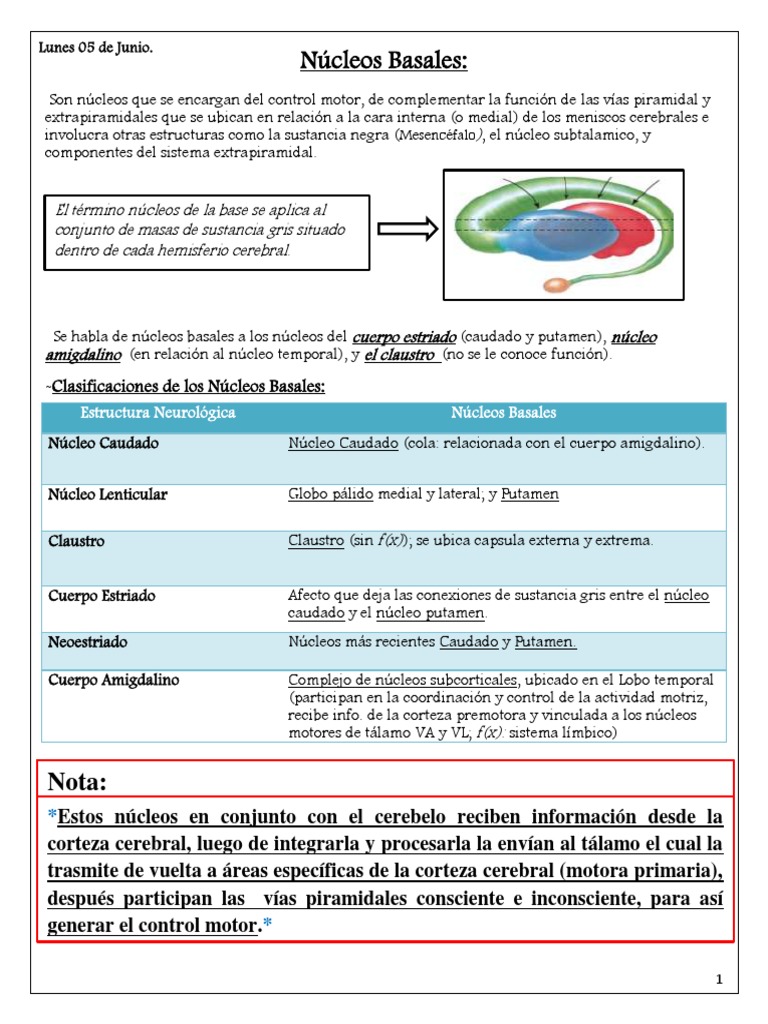 Núcleos Basales Apuntes | PDF | Ganglios basales | Amígdala