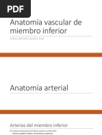 Anatomía de la Arteria Pedia del Pie | PDF | Pie | Dedo del pie